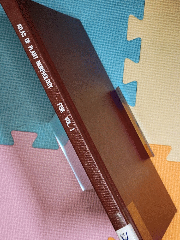 Atlas Of Plant Morphology, Portfolio I: Photomicrographs Of Roots, Stem ...